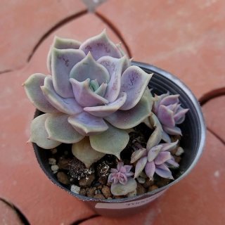 多肉植物 - クリスマスローズ・多肉shop 涼花(SUZUKA) (Page 1) 多肉植物 - クリスマスローズ・多肉shop 涼花(SUZUKA) (Page 1)